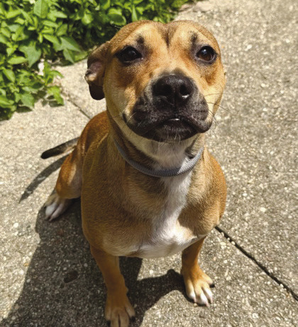 LASPCA Pets of the Week | The Plaquemines Gazette