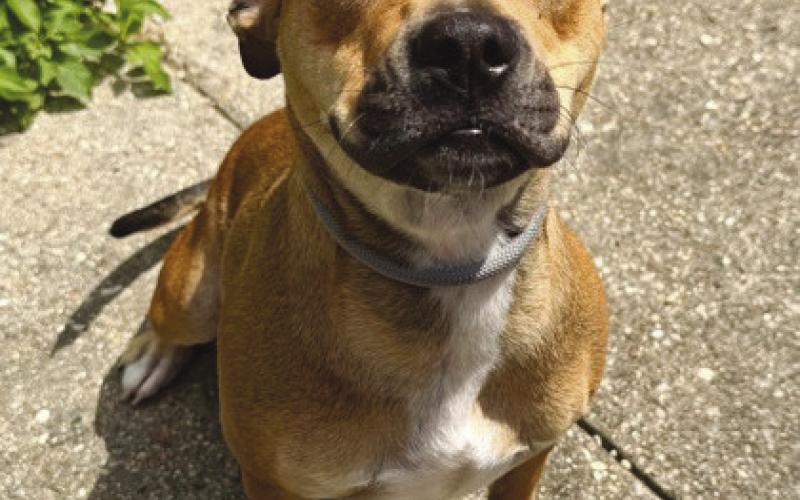 LASPCA Pets of the Week | The Plaquemines Gazette